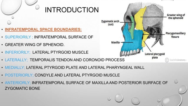 Infratemporal space infection | PPTX | Ear, Nose and Throat Conditions ...