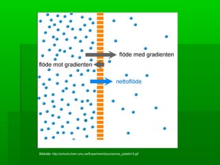 Inför laborationen - Diffusion och Osmos | PPT