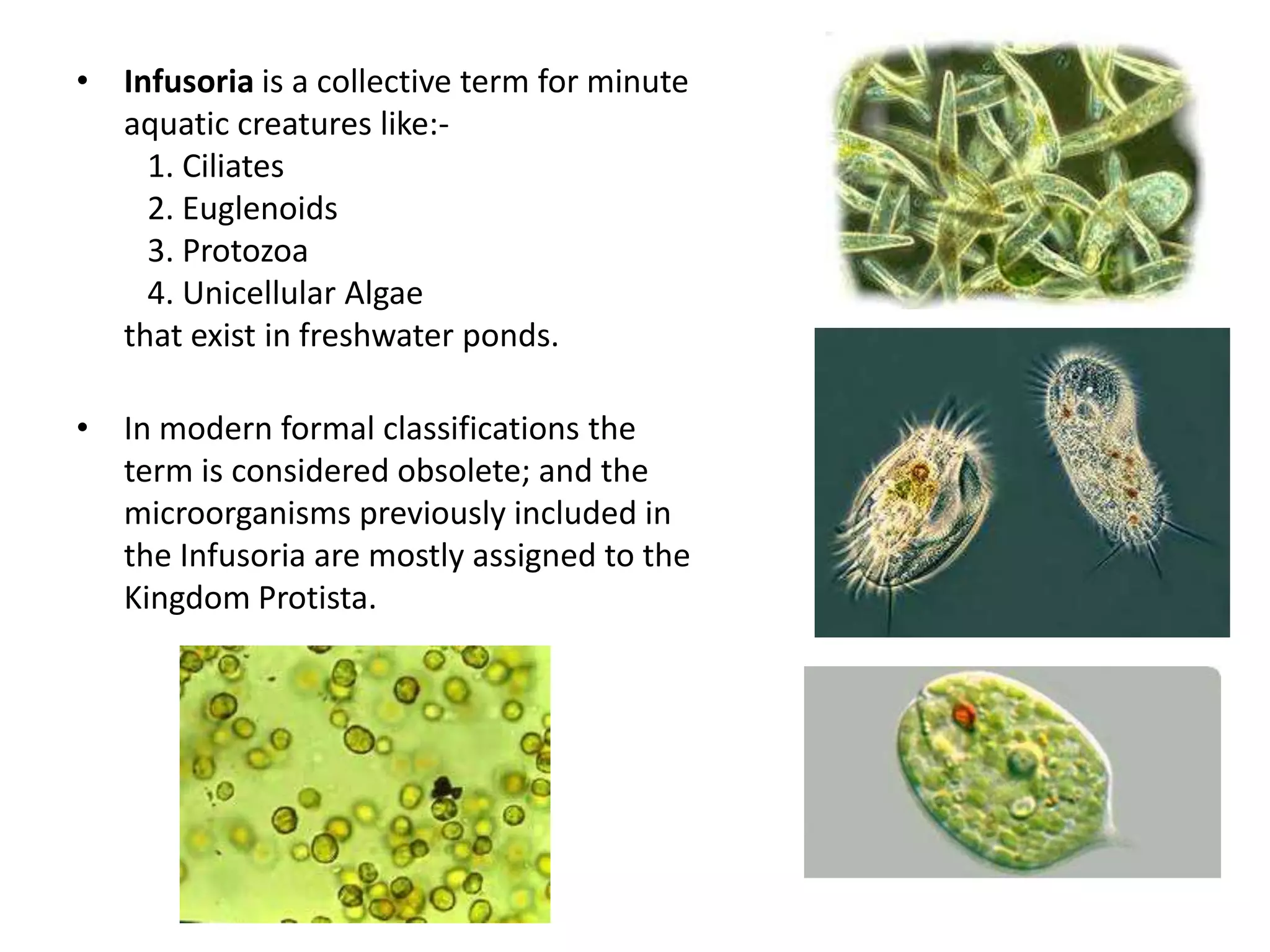 Infusoria in Aquaculture | PPTX
