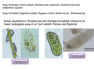 Infusoria in Aquaculture | PPT