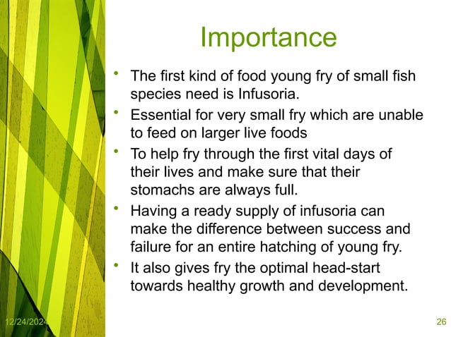 infusorian culture as fish food organisms | PPTX
