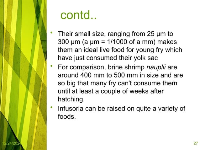 infusorian culture as fish food organisms | PPTX