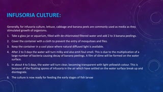 Infusoria culture | PPTX