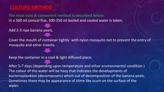 Infusoria culture | PPTX