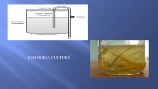 Infusoria culture | PPTX