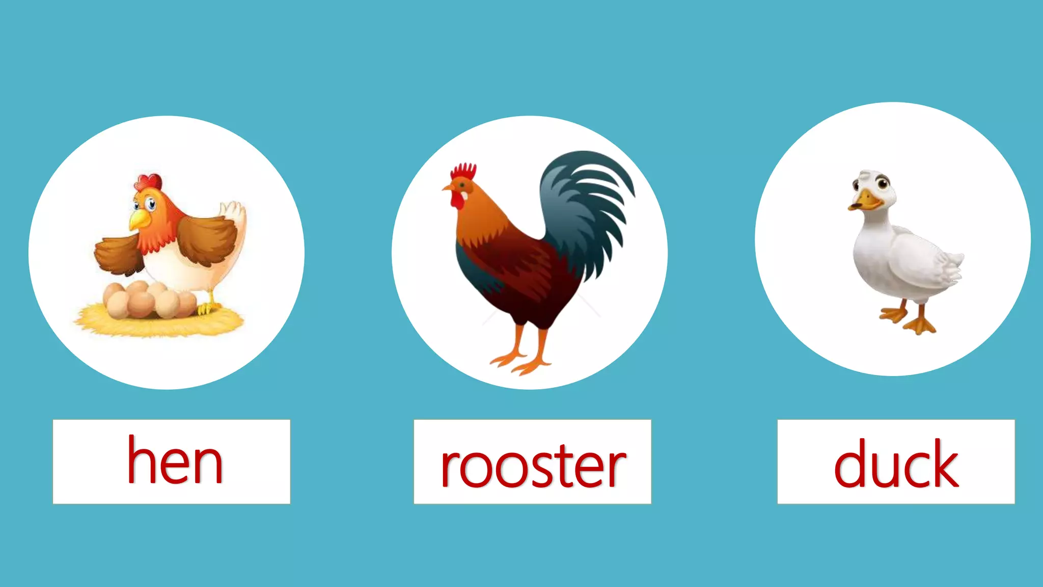 Animals / Prepositions of place | PPTX