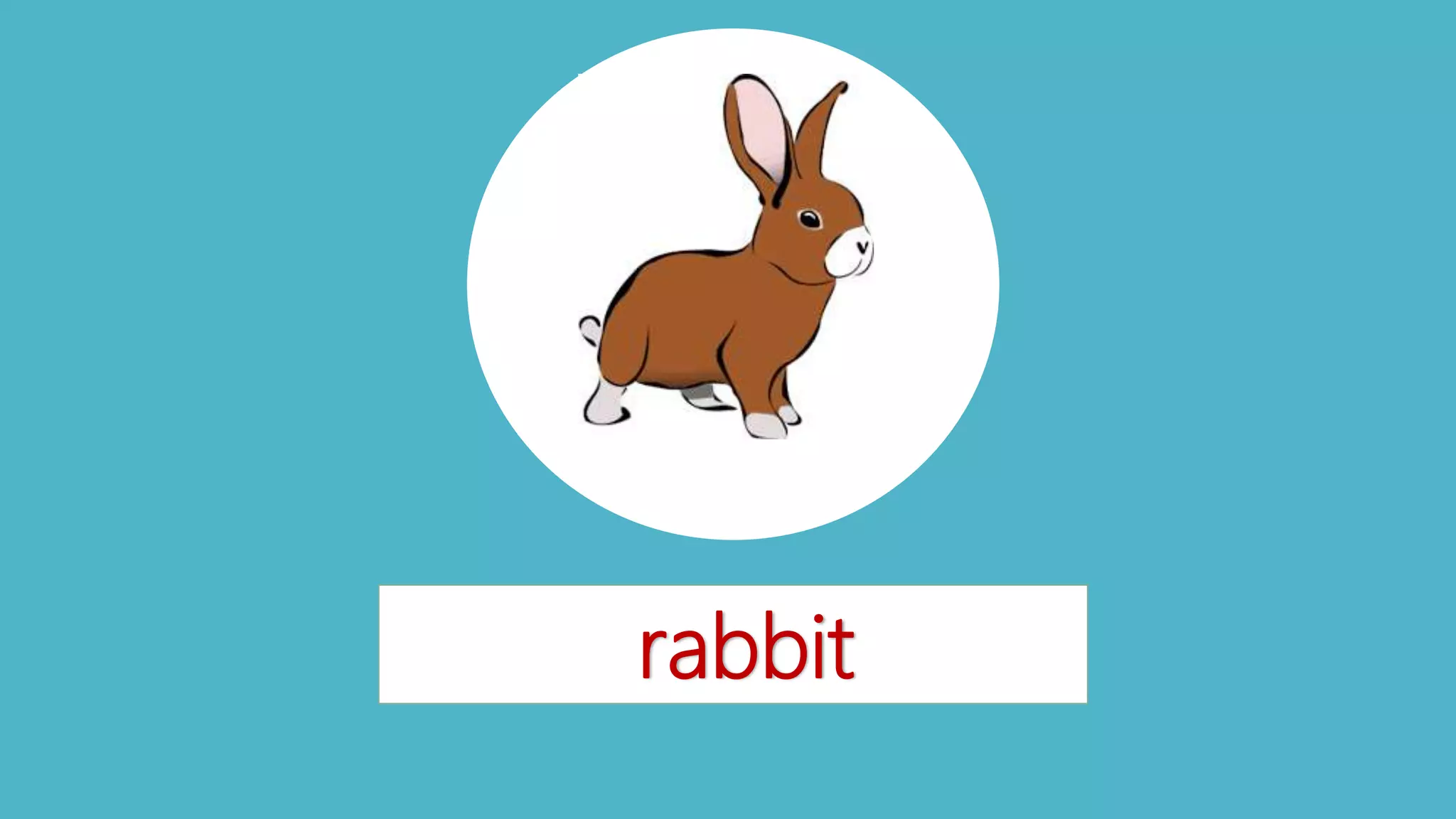 Animals / Prepositions of place | PPTX