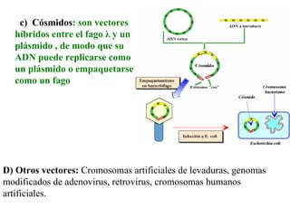 Ingenieria genetica | PPT