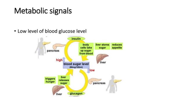 Ingestive behavior | PPT