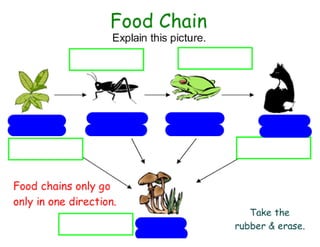Food Chain | PDF