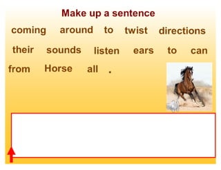 Animals' Senses | PDF