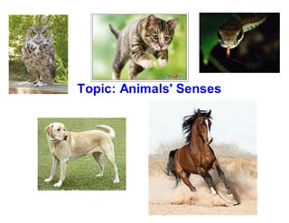 Animals' Senses | PPT