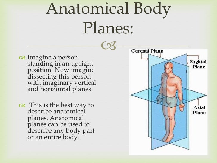 Vertical Plane Anatomy