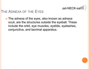 Structures of the Eye | PPT