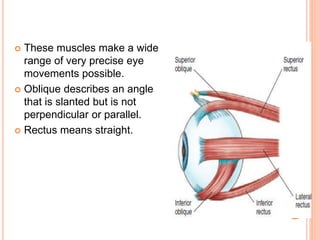 Structures of the Eye | PPT