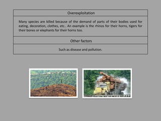 Ingles especies en extincion | PPT