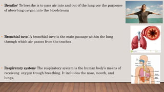 Respiratory System.pptx
