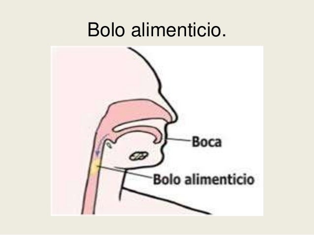 Ingreso y utilización de los alimentos.