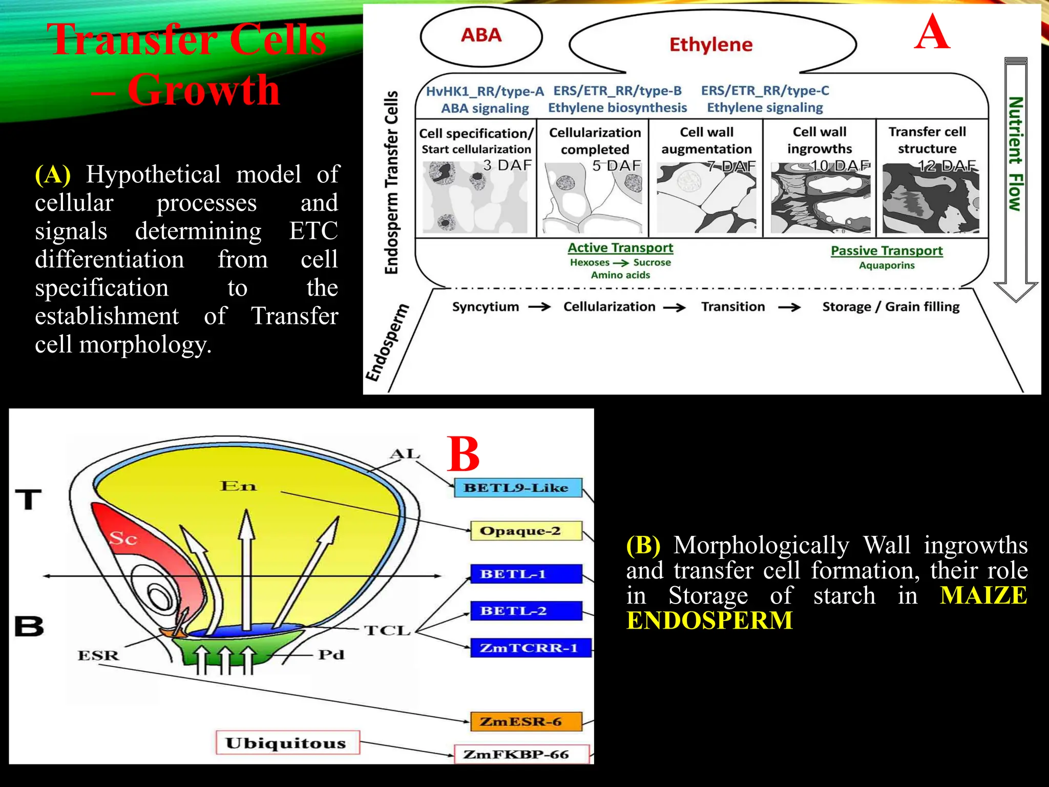 Ingrowth and Transfer Cell.pdf. This ppt. represents the wall ingrowth ...