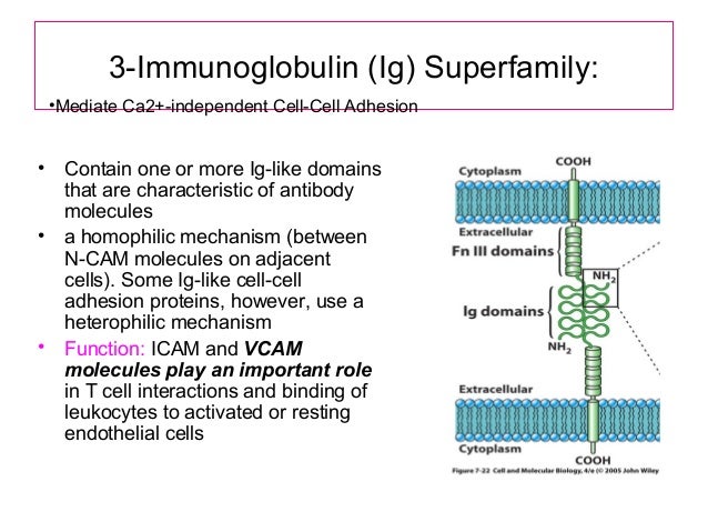 İng tip adezyonmoleküll