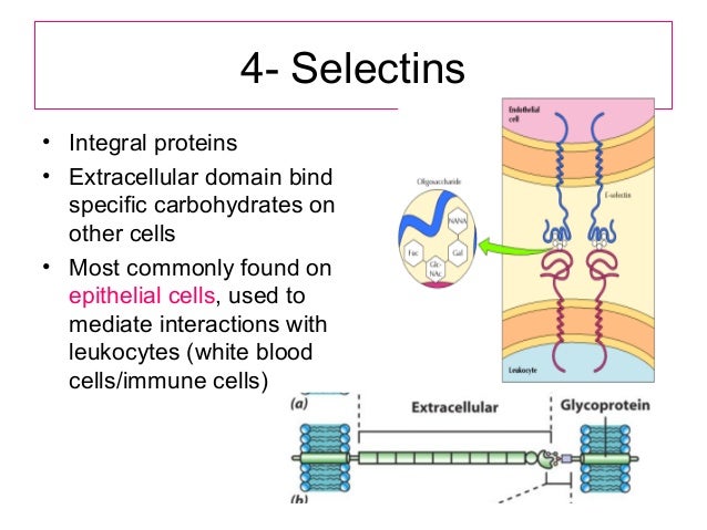 İng tip adezyonmoleküll