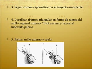 Exploración de región Inguinal | PPT