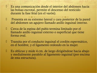 Exploración de región Inguinal | PPT