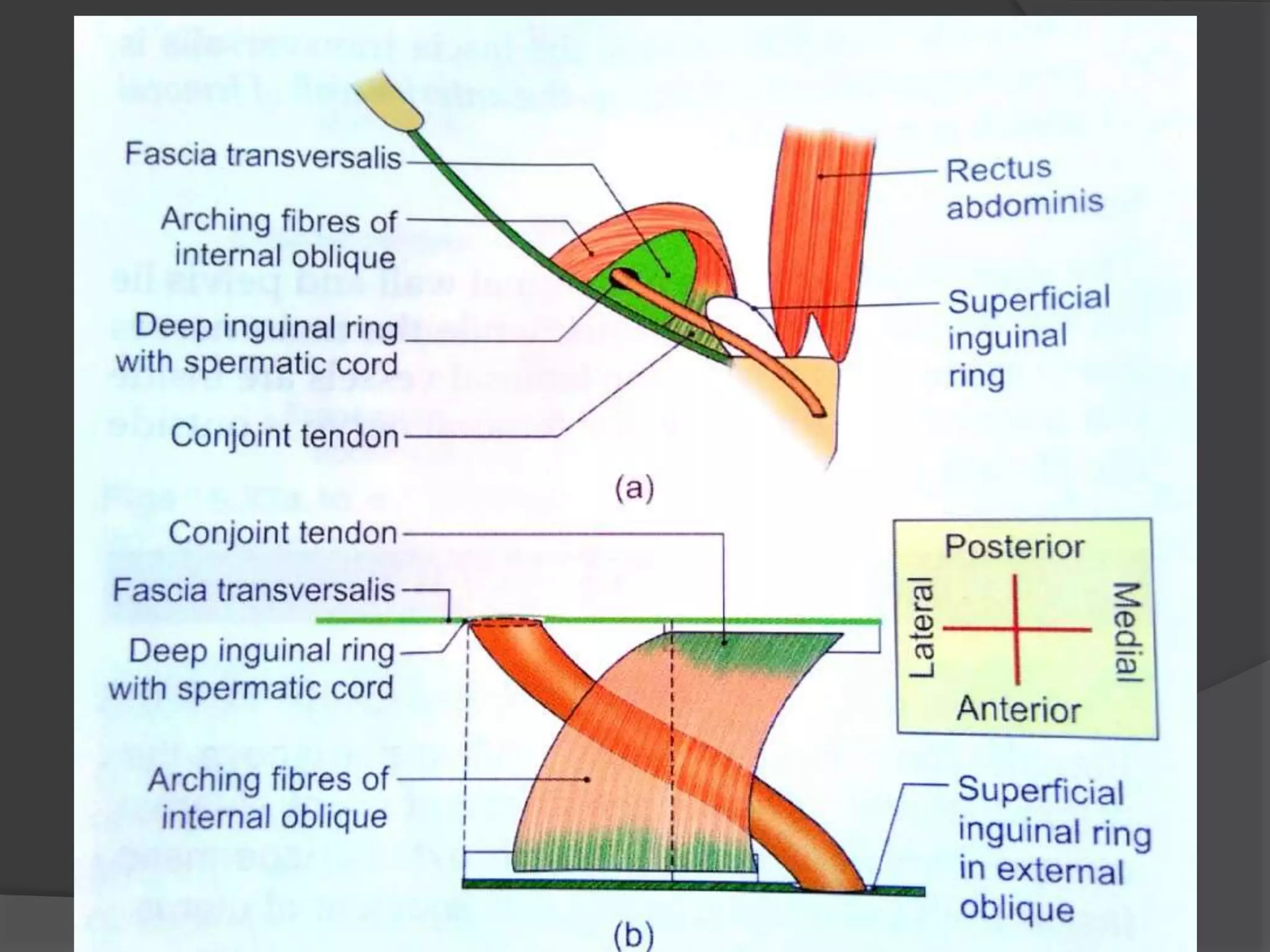 INGUINAL REGION | PPTX