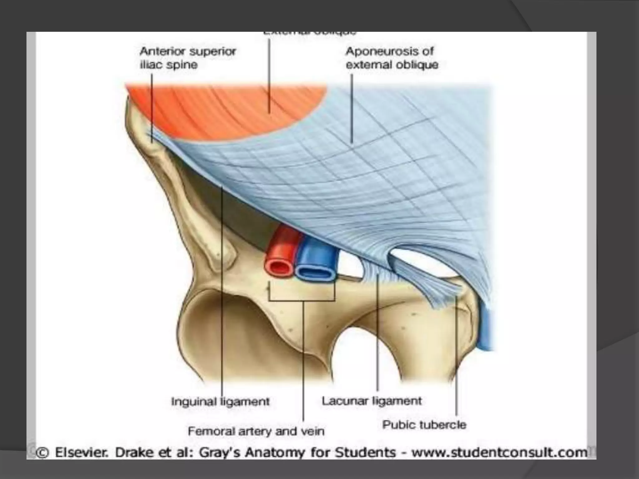 INGUINAL REGION | PPTX