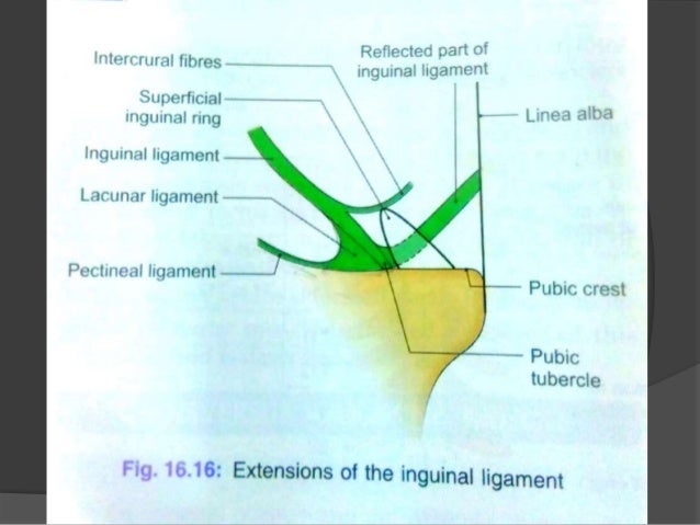 Pectineal Part Inguinal Ligaments 26 Abdominal Wall And Hernias At