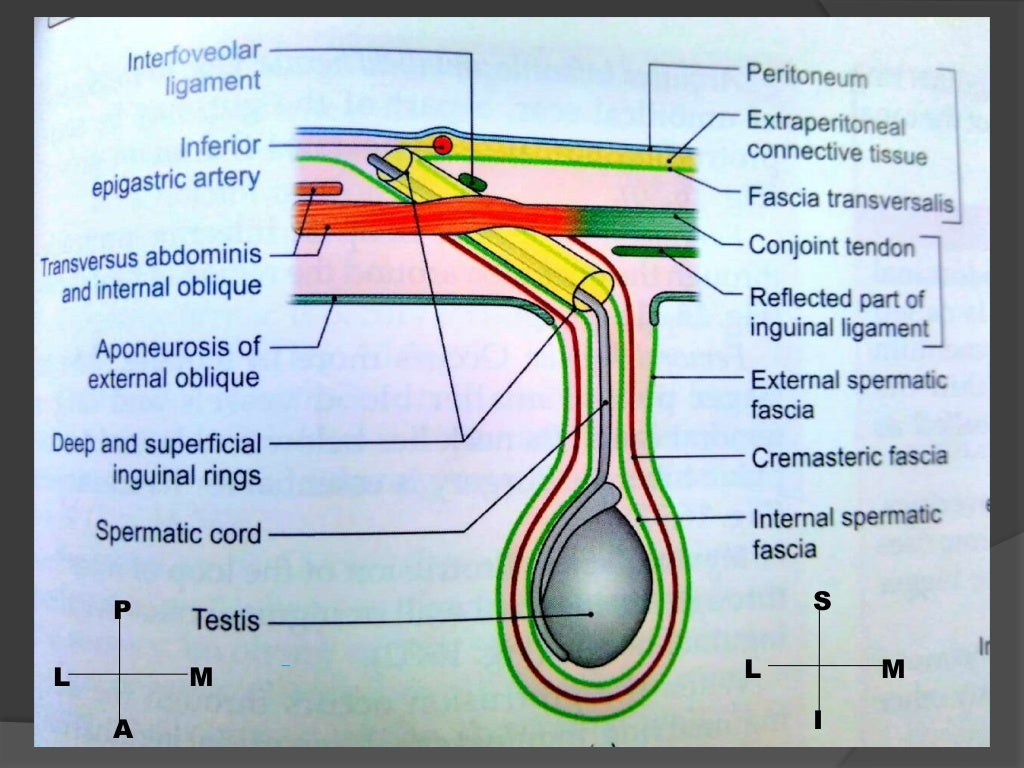 INGUINAL REGION