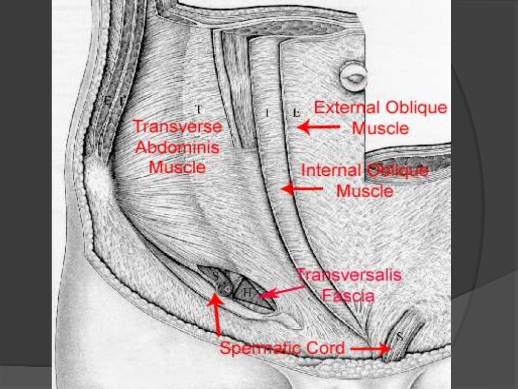INGUINAL REGION