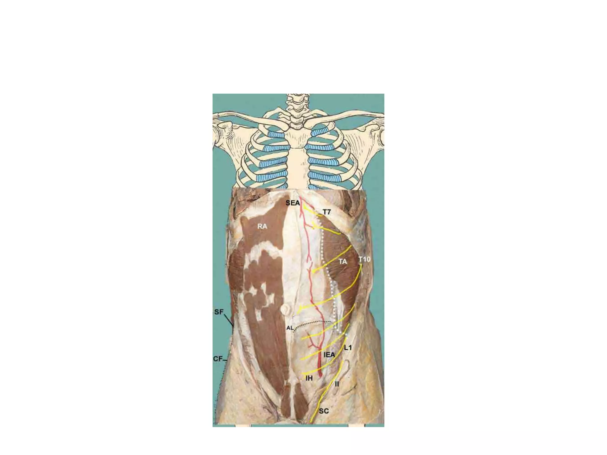 Inguinal anatomy | PPTX