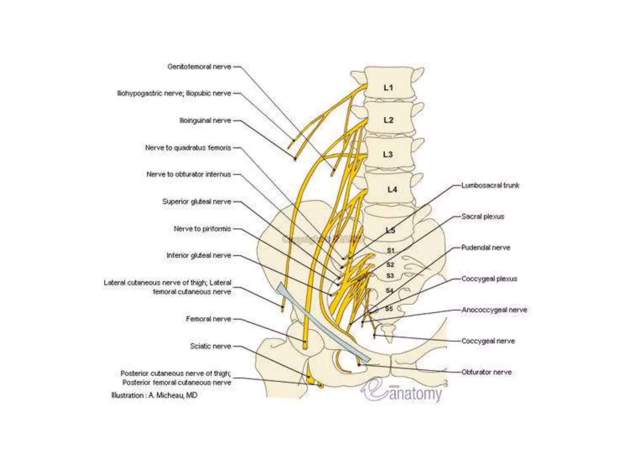 Inguinal anatomy | PPT