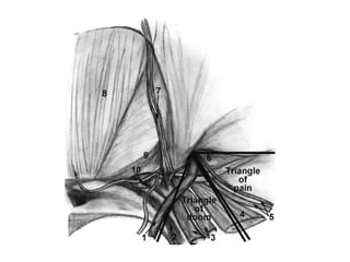 Inguinal anatomy | PPTX