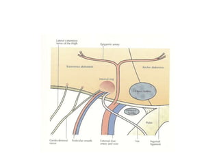 Inguinal anatomy | PPTX