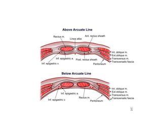 Inguinal anatomy | PPTX