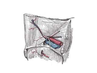 Inguinal anatomy | PPTX