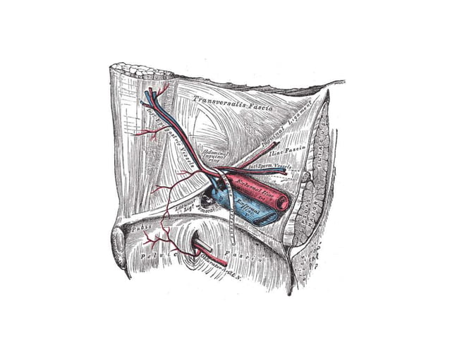 Inguinal anatomy | PPTX