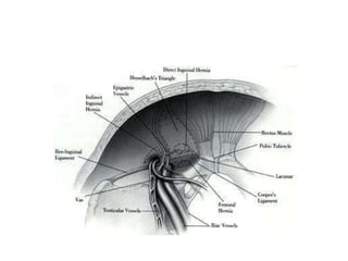 Inguinal anatomy | PPTX