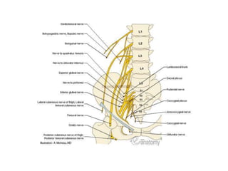 Inguinal anatomy | PPTX