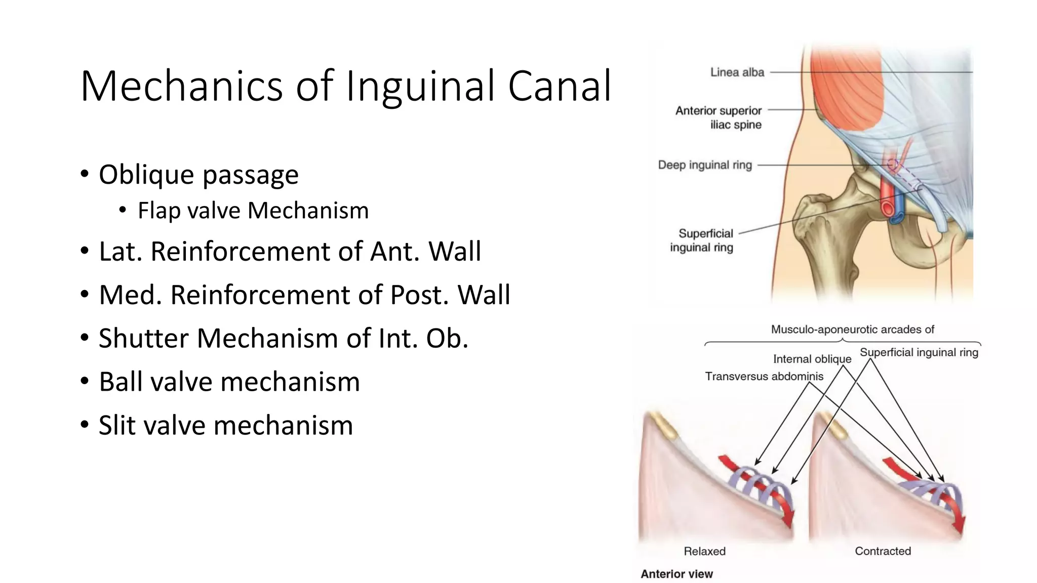 Inguinal canal | PPT