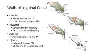 Inguinal canal | PDF