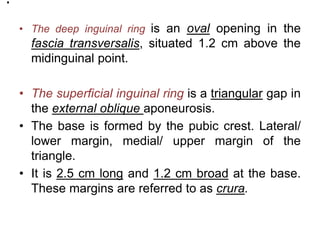 Inguinal canal | PPTX | Pregnancy | Reproductive Health