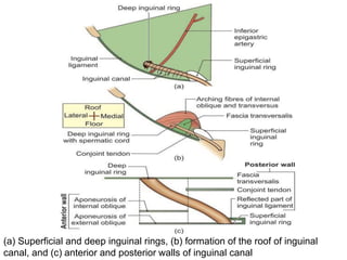 Inguinal Canal Boundaries