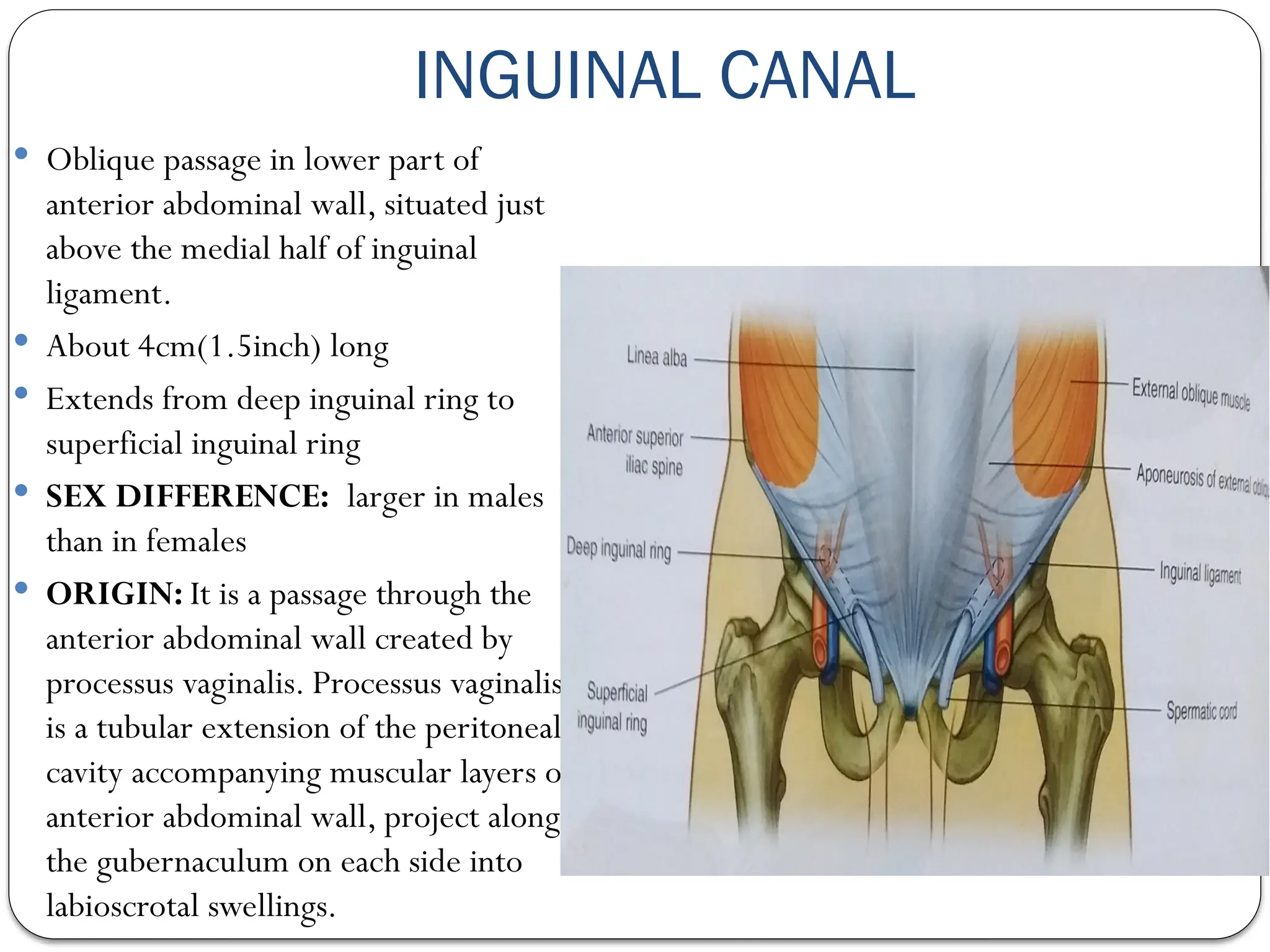 INGUINAL CANAL.pptx// ABDOMEN AND PELVIS | PPTX
