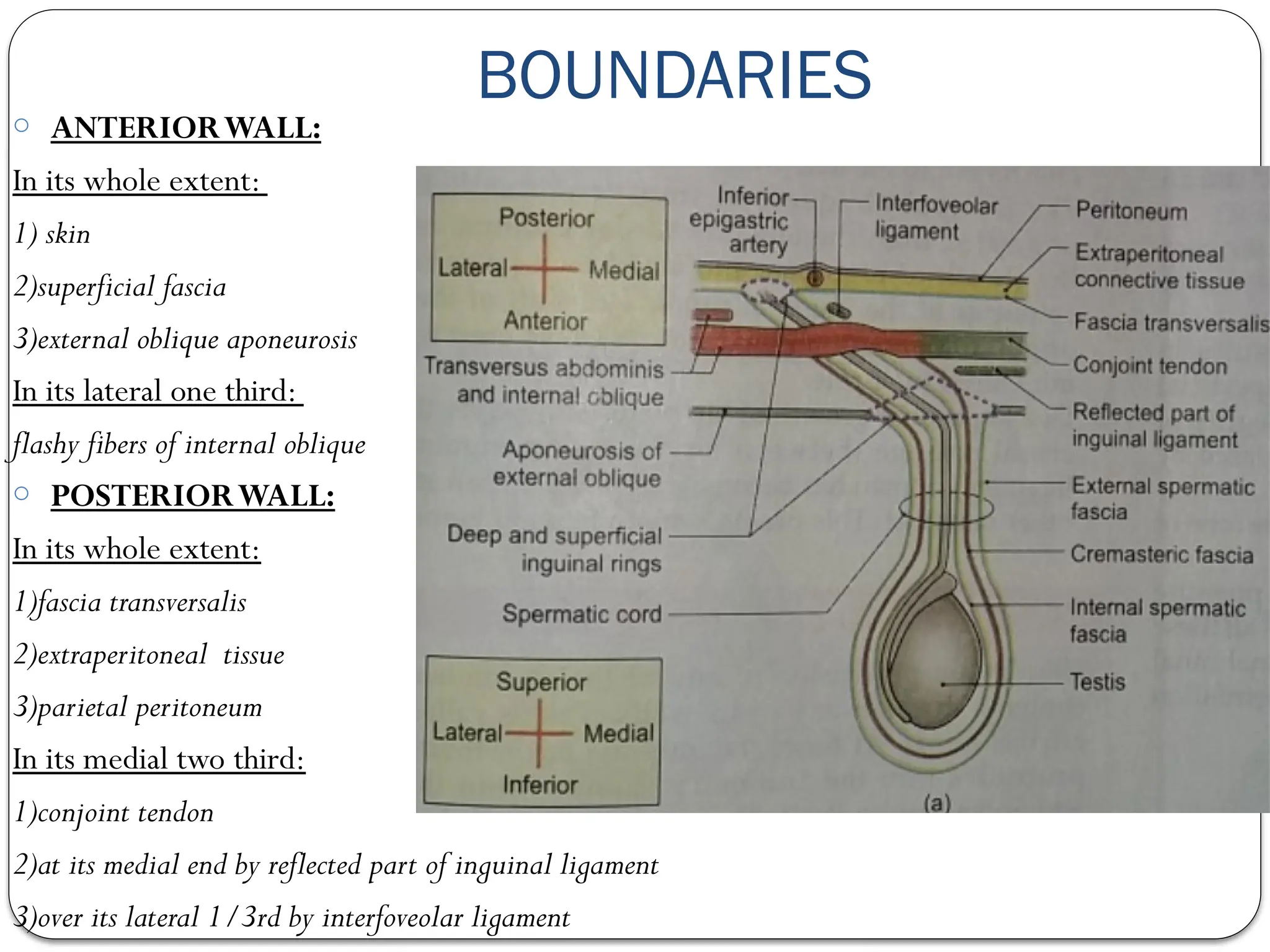 INGUINAL CANAL.pptx// ABDOMEN AND PELVIS | PPTX