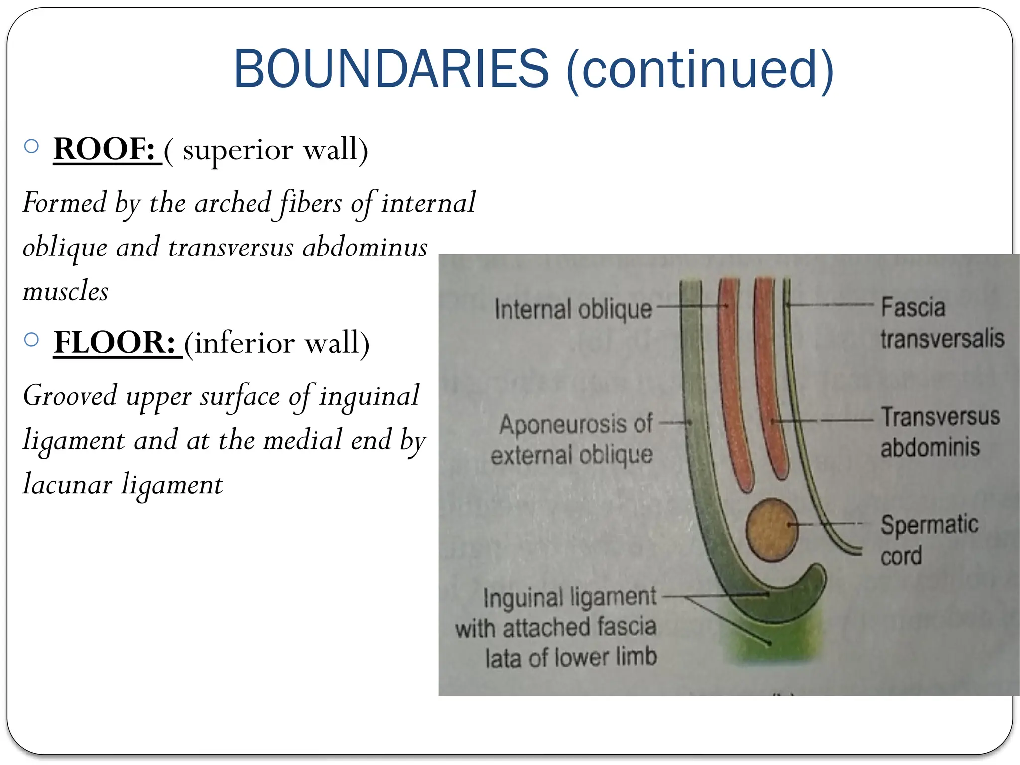 INGUINAL CANAL.pptx// ABDOMEN AND PELVIS | PPTX