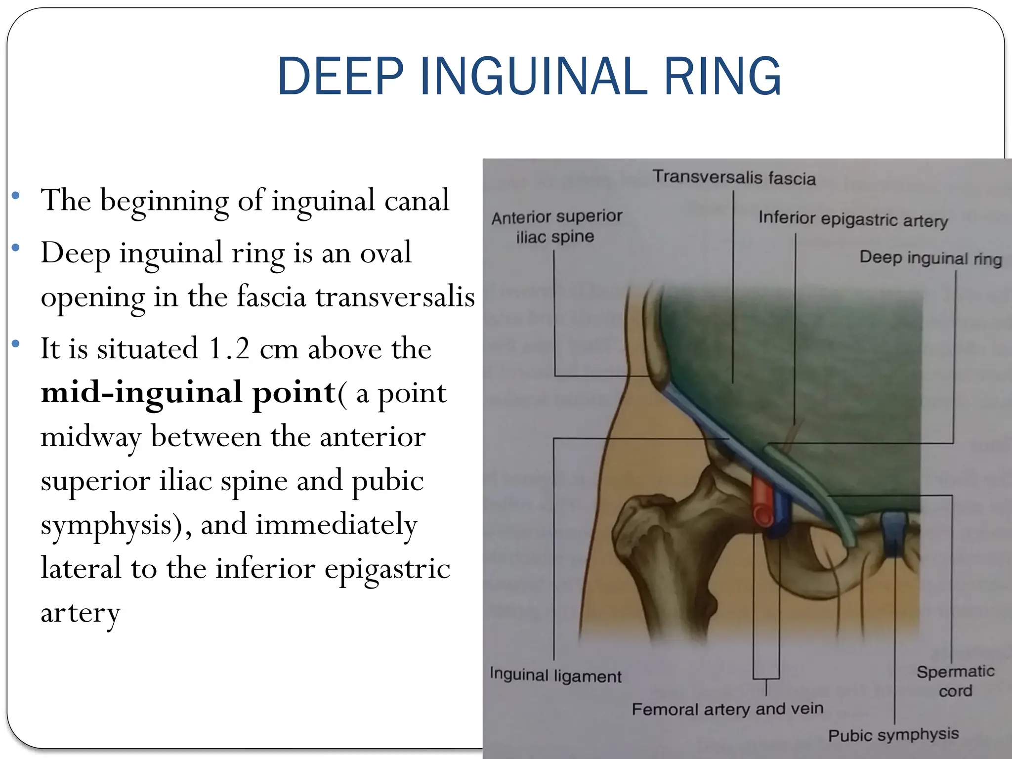 INGUINAL CANAL.pptx// ABDOMEN AND PELVIS | PPTX