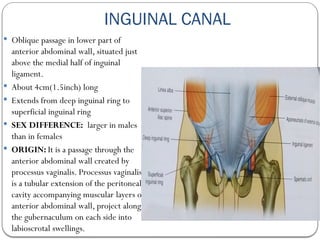 INGUINAL CANAL.pptx// ABDOMEN AND PELVIS | PPT